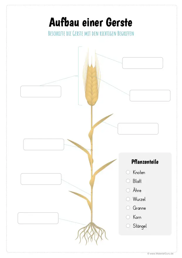 Gerste - Kostenloses Unterrichtsmaterial
