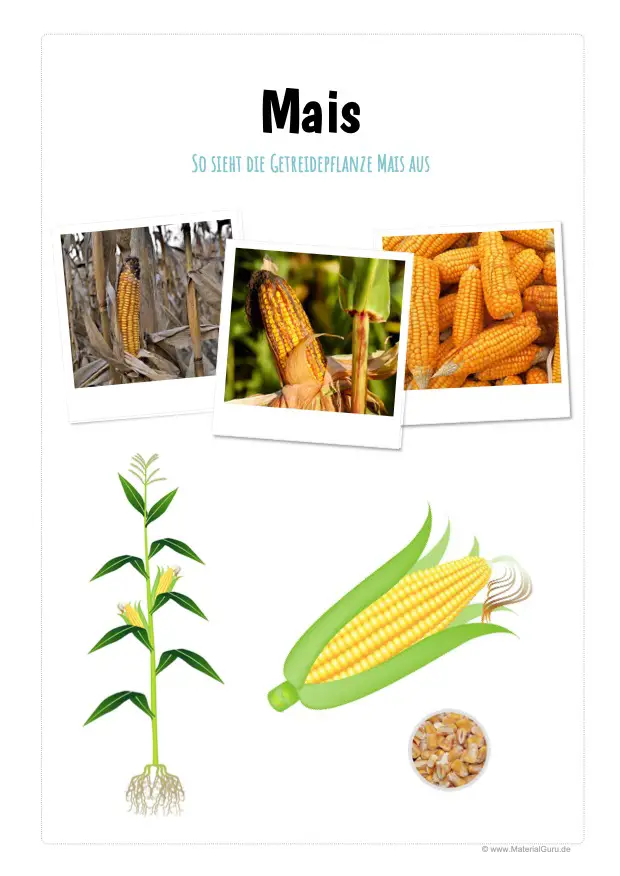 Mais - Kostenloses Unterrichtsmaterial