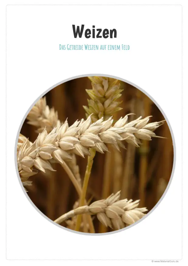 Weizen - Kostenloses Unterrichtsmaterial